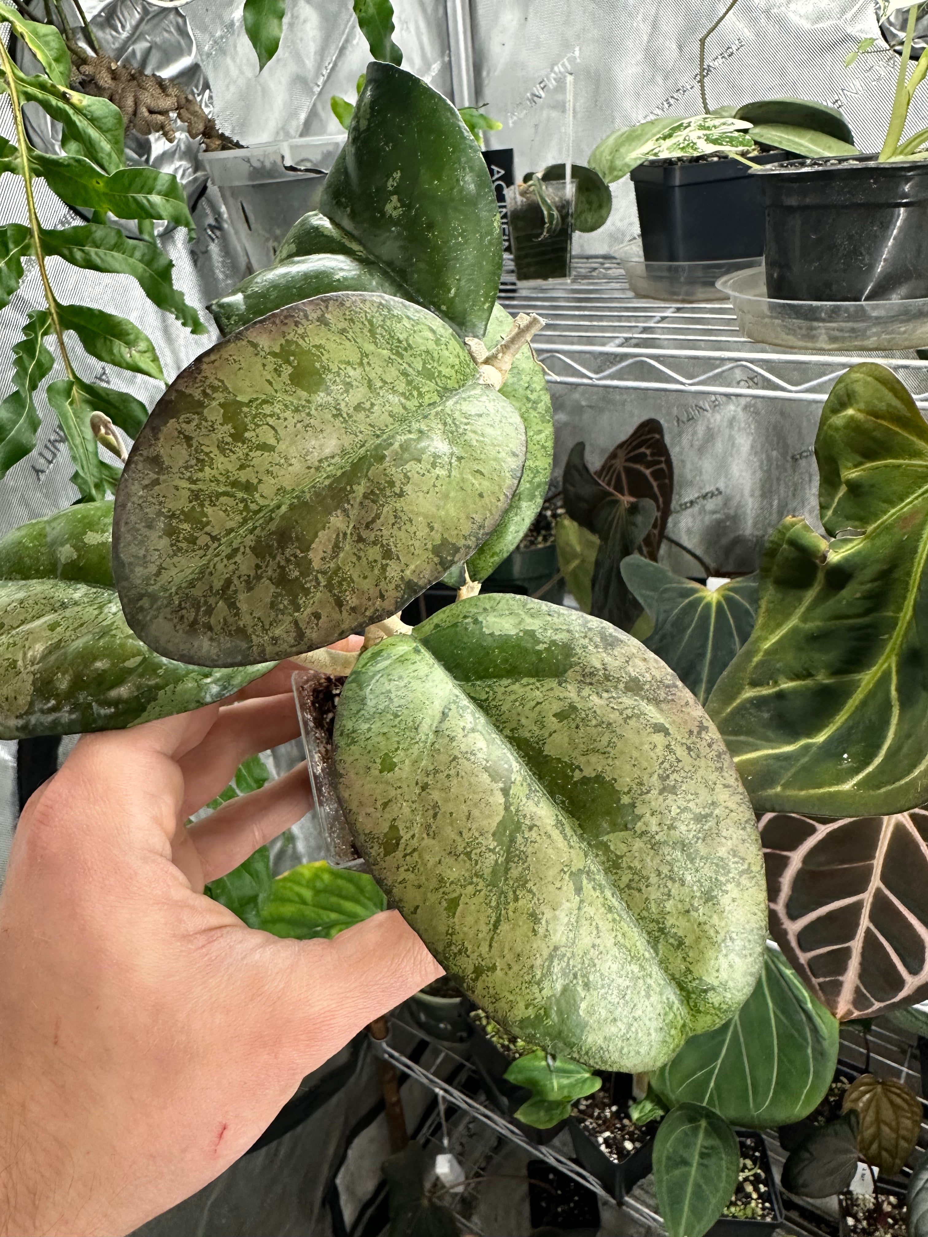 Hoya 'Joy' (splash) – hoyahole